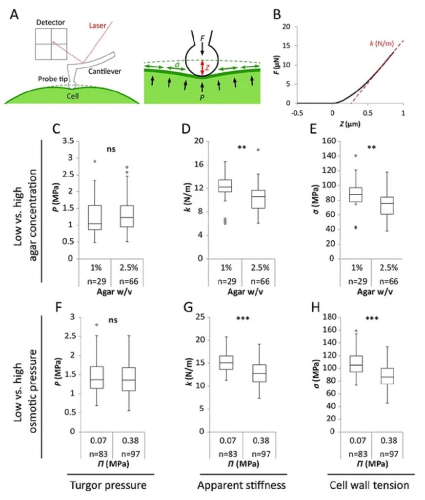 mechanical stress | Blog – NANOSENSORS™ – R&D Leaders in AFM Probes Since 1990