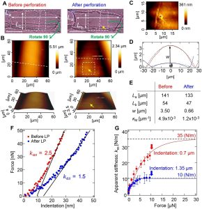 Elastic shell theory for plant cell wall stiffness reveals ...