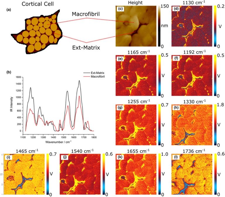 Chemically characterizing the cortical cell nano-structure of human ...